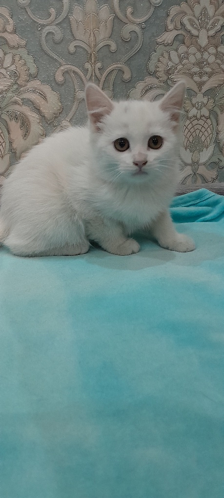 Срочно продам котят