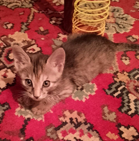 Отдам котят в хорошие заботливые руки.