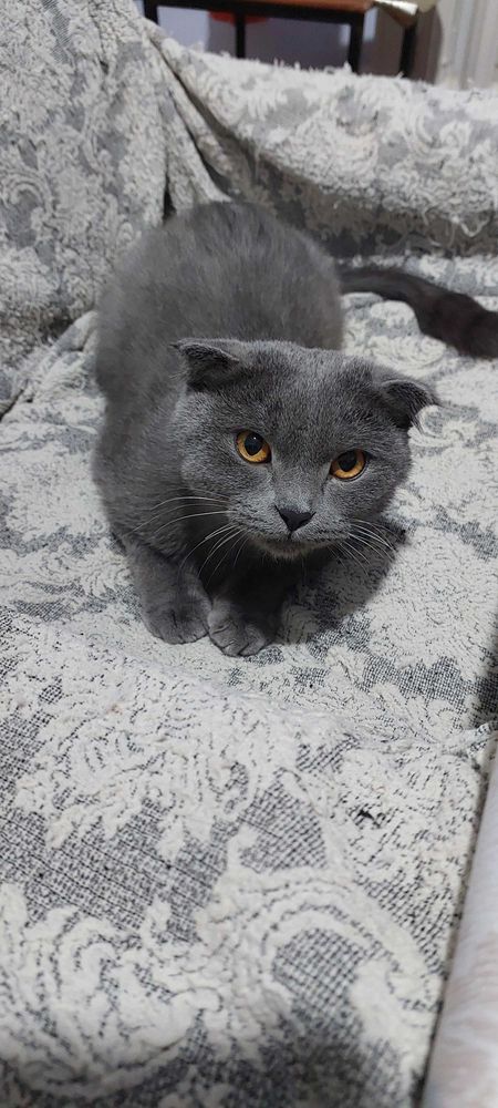 Скоттиш Фолд зотдор мушуги сотилади.