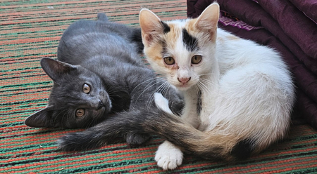 Mushuklar kulrang va oq sariq. Кошки