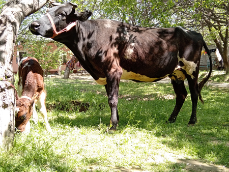 Ona bola va bugoz sigrlar sotiladi