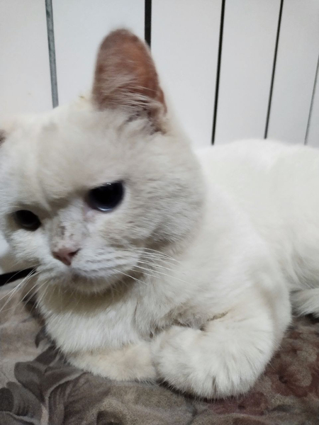 Продаётся кот (мальчик)