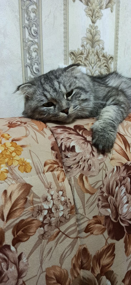 Британский кот еда любой