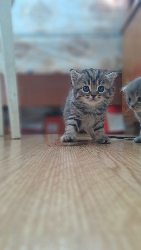 Продаются котята вислоухие. Возраст 2 месяца.