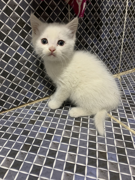 Мылые котята от породистый мамы