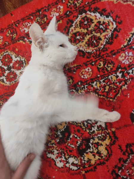 Котёнок 4 месяца