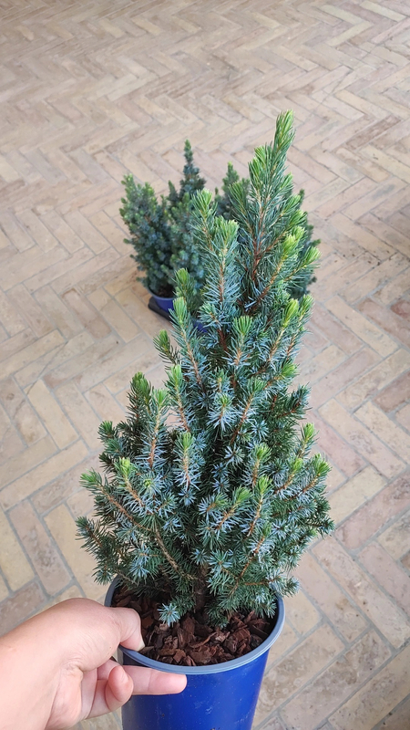 Picea glauca Daisy white