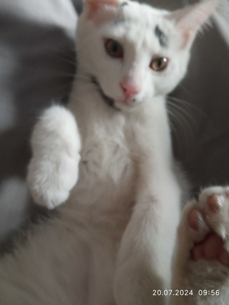 Котенок даром в хорошие и добрые руки