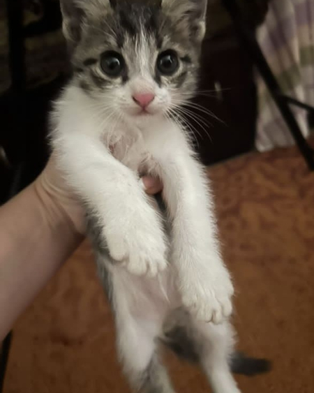 Отдам Котят даром