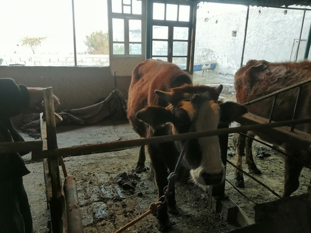 Buqa sotiladi ( 1 yoshar )
