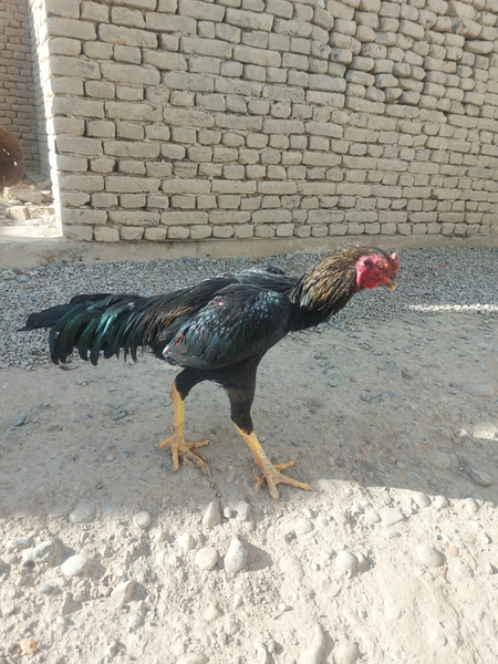 Dakang xo'roz kareyiski