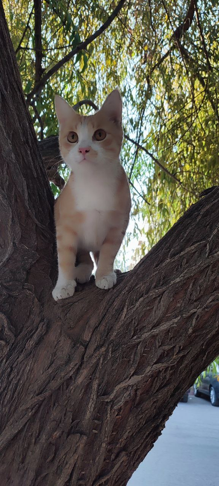 Котейка ищет дом