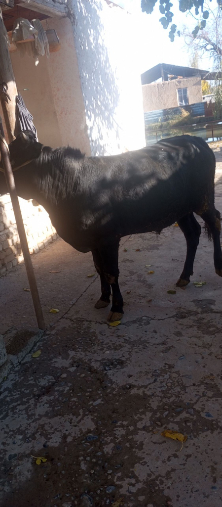Boqma buqa sotiladi nazarbeda