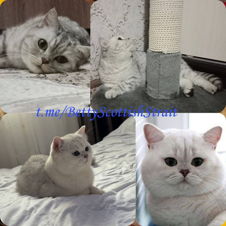 Британские серебристые шиншиллы