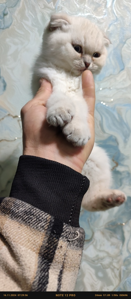 Продаётся котик 2,5 месячный породы скотиш фолд