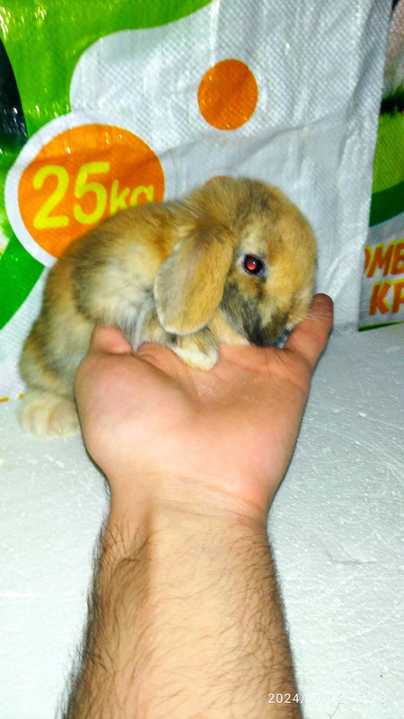 Karlik Baran Mini quyon sotiladi.Кролик карликовый  баран