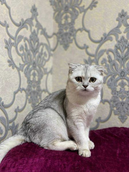 Shinshilla fold Шиншилла фолд