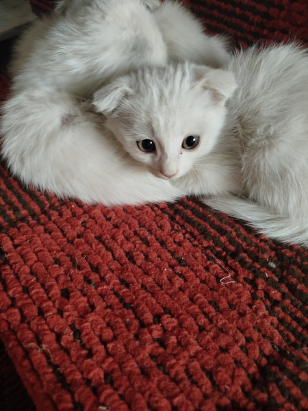 Белые шотландские котята