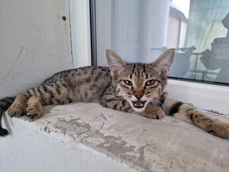 Кошка отдаем бесплатные