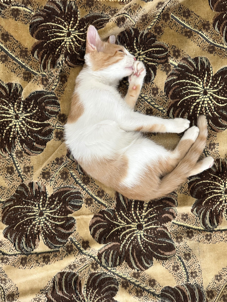 Срочно котёнок ищет дом