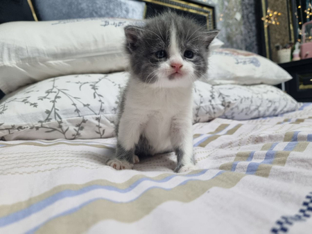 Котята Scottish fold и Scottish straight
