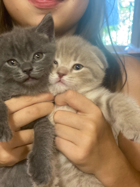 Продаю милых котят