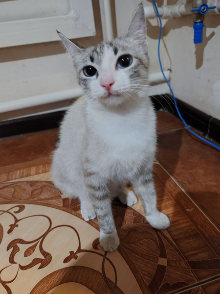Кошка отдадим в хорошие руки