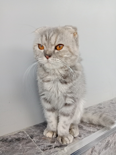 Срочно продается кошка вислоухая