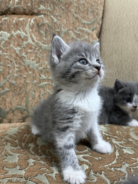 продаются котята