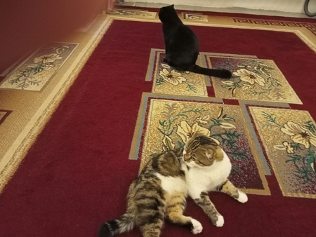 Кот для вязки, 4 года (папа 33 котят)