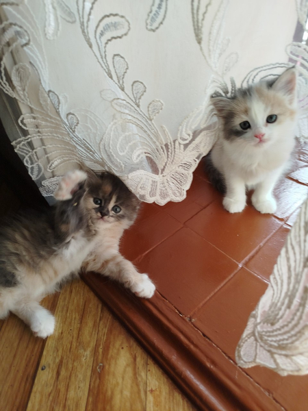 Прадам пародистых катят