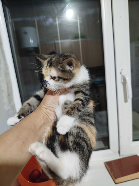 Кошка девочка 2 месяца