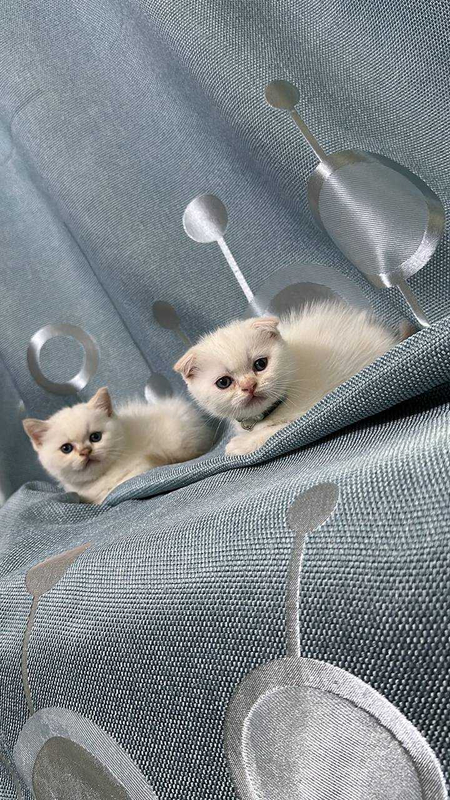 Шикарный шотландский мальчик скоттиш фолд