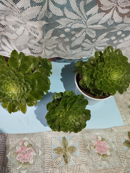 Продается каменная роза