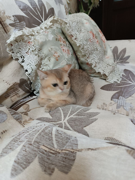 Британская шиншилла! 3 месяца.