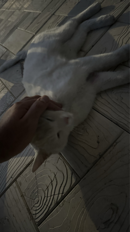 Нежной кошке нужен дом