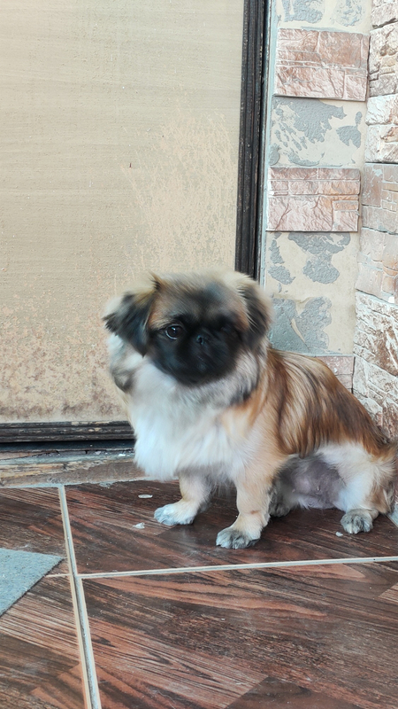 Pekines parodistiy kuchukcha