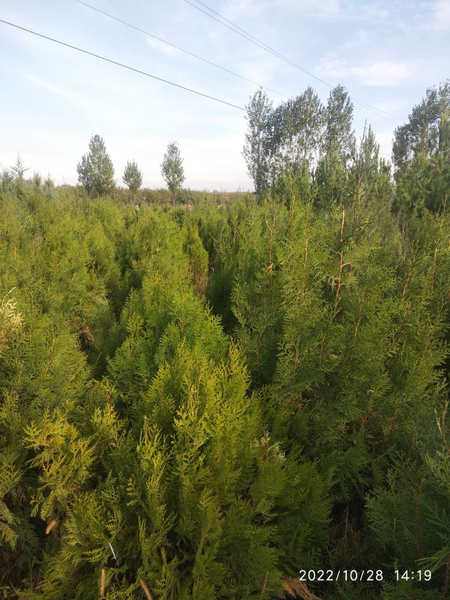 Archa. Archa ko’chatlari optom narxda stochno