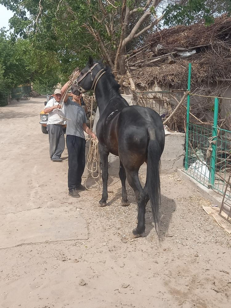 Zatdor yuvosh ot