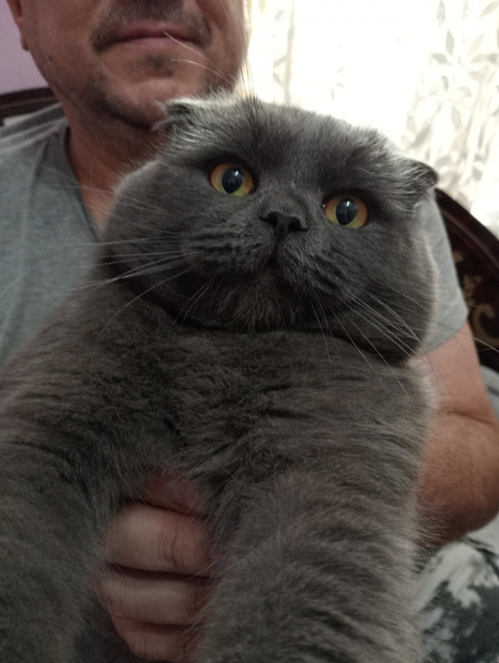 Скотишь фолд,мальчик