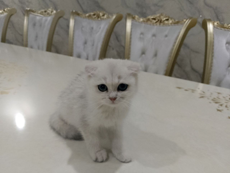 Серибристий шиншилла мальчик