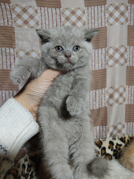 Scottish fold va straytla sotiladi