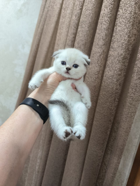 Шикарные игривые малыши