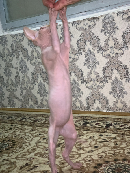 SFINKS mushugi sotiladi