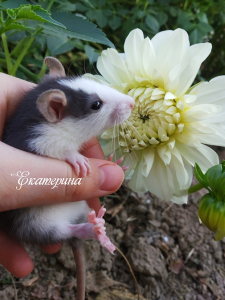 Крысы хаски дамбо и стандартные