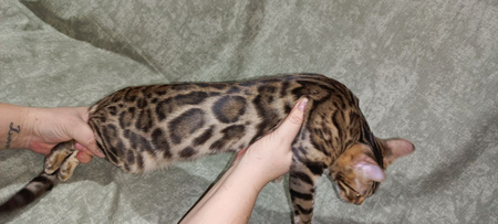 Бенгальские котята