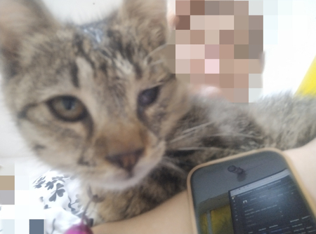 Кошечка 3 месяца