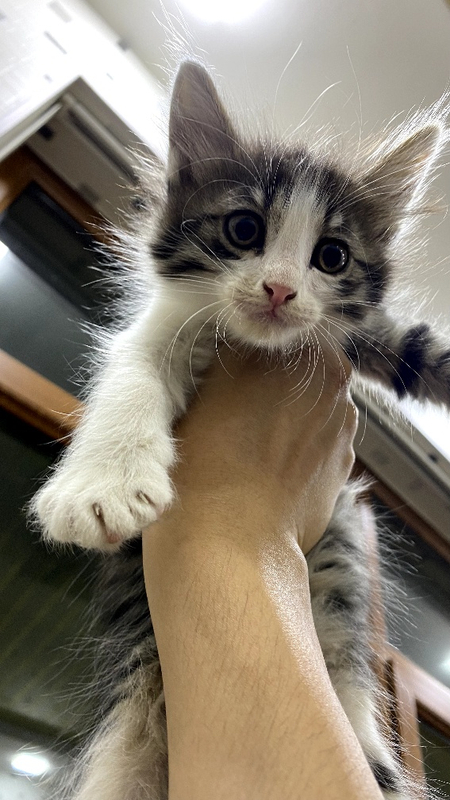 Котенок-Mushukcha