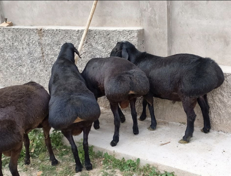 Aqiqa va qurbonlik uchun tirik qo’ylar, kalla pocha