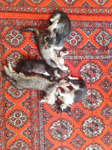 Отдам котят даром в добрые руки. С доставкой!!;